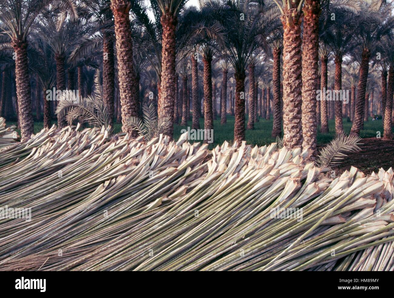 Stacked branches, palm grove, surroundings of Memphis, Egypt Stock ...