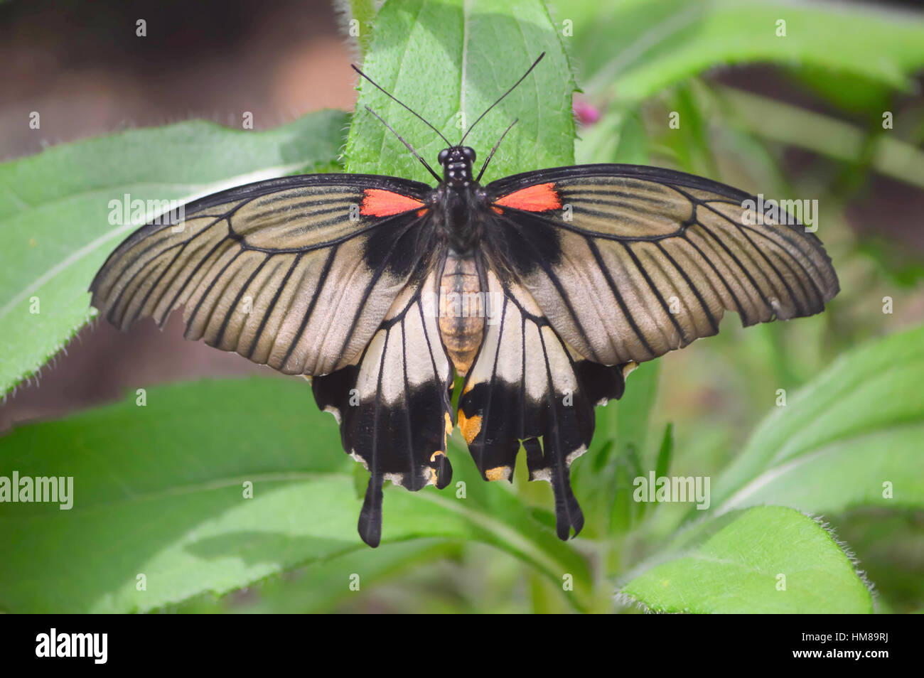 Ruby-spotted Swallowtail Butterfly - This photo was taken at botanical ...