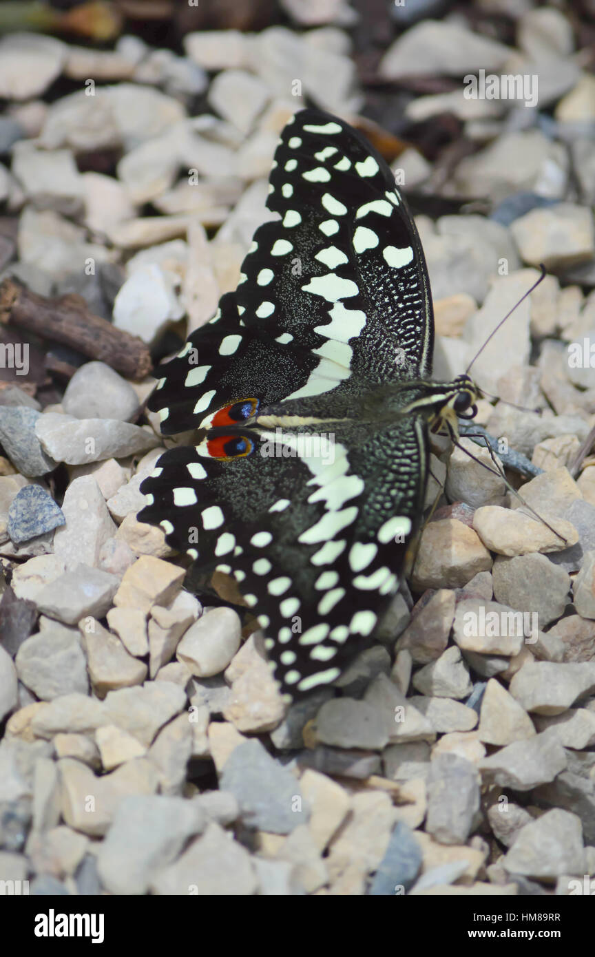 Orchard Swallowtail Butterfly - This photo was taken at botanical ...