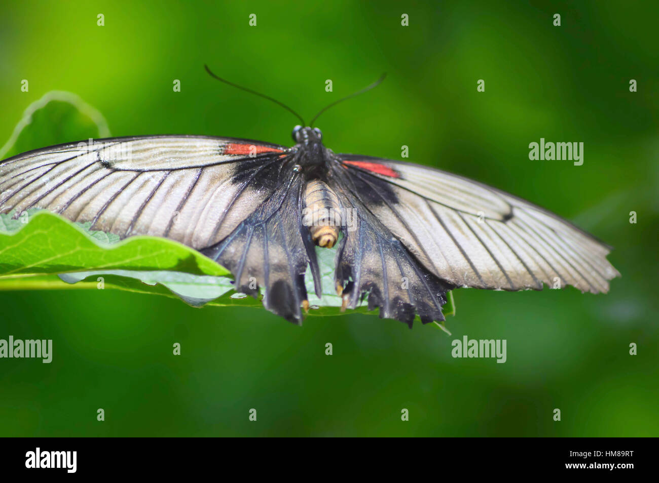 Ruby-spotted Swallowtail Butterfly - This photo was taken at botanical ...
