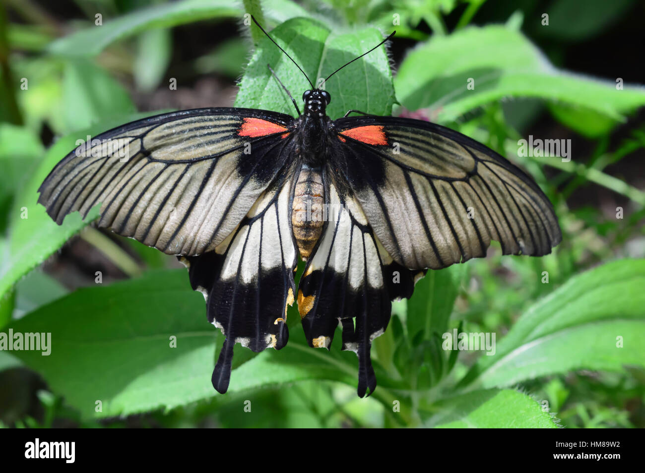 Ruby-spotted Swallowtail Butterfly - This photo was taken at botanical ...