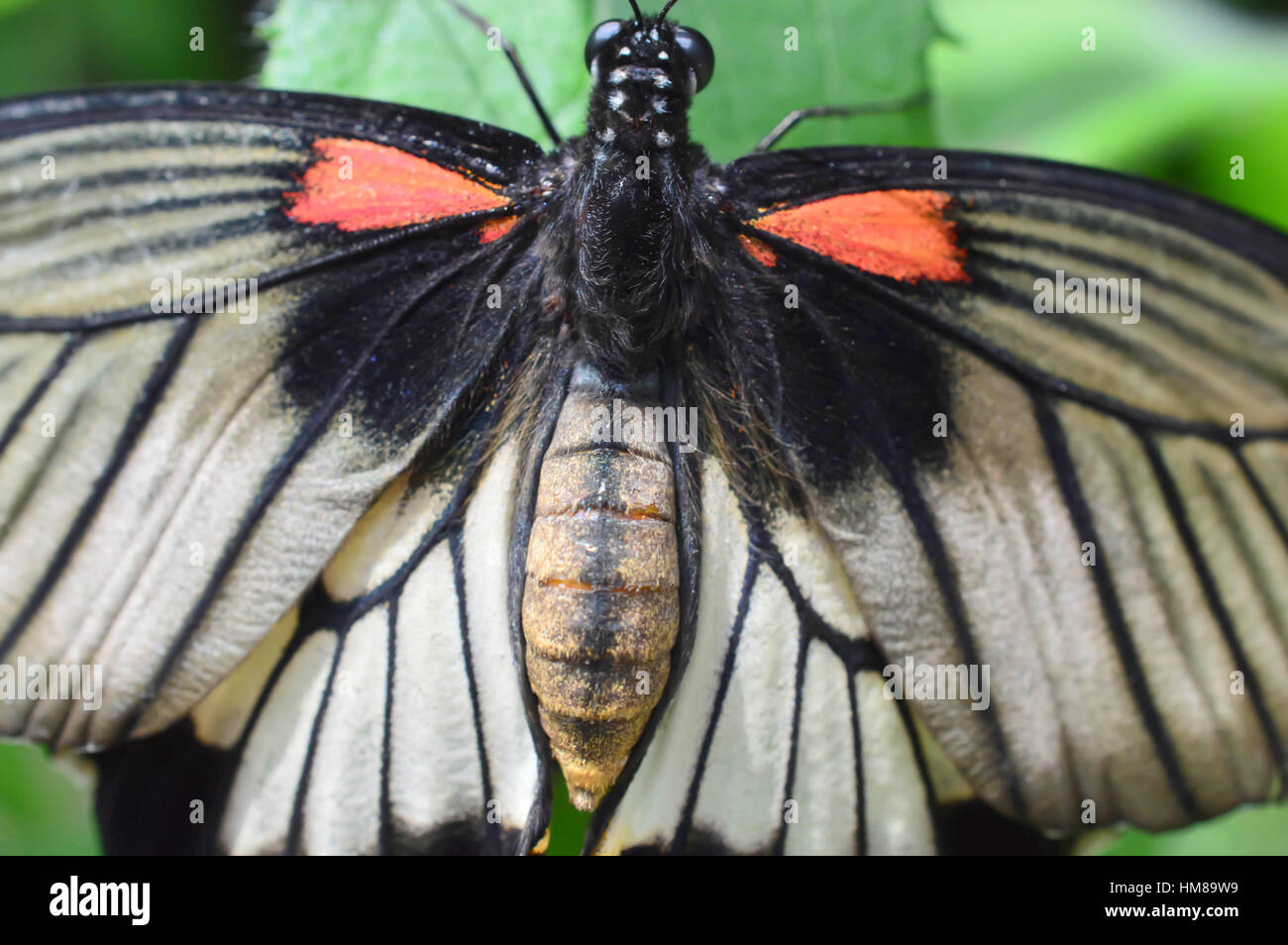Ruby-spotted Swallowtail Butterfly closeup - This photo was taken at ...