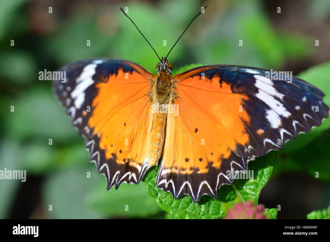 Close up photo of green lacewing in nature hi-res stock photography and ...