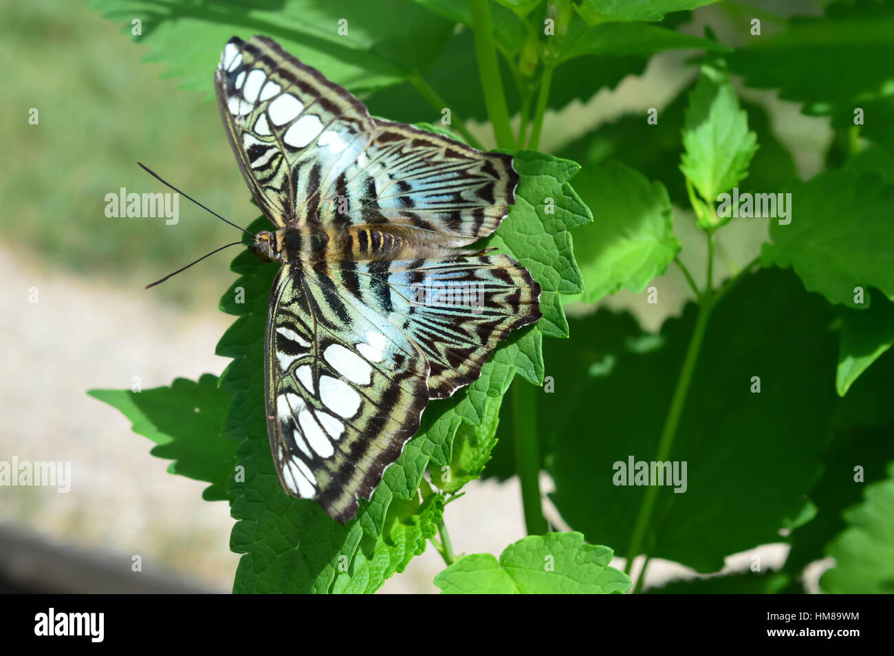 Blue Clipper Butterfly - This photo was taken at botanical garden in ...