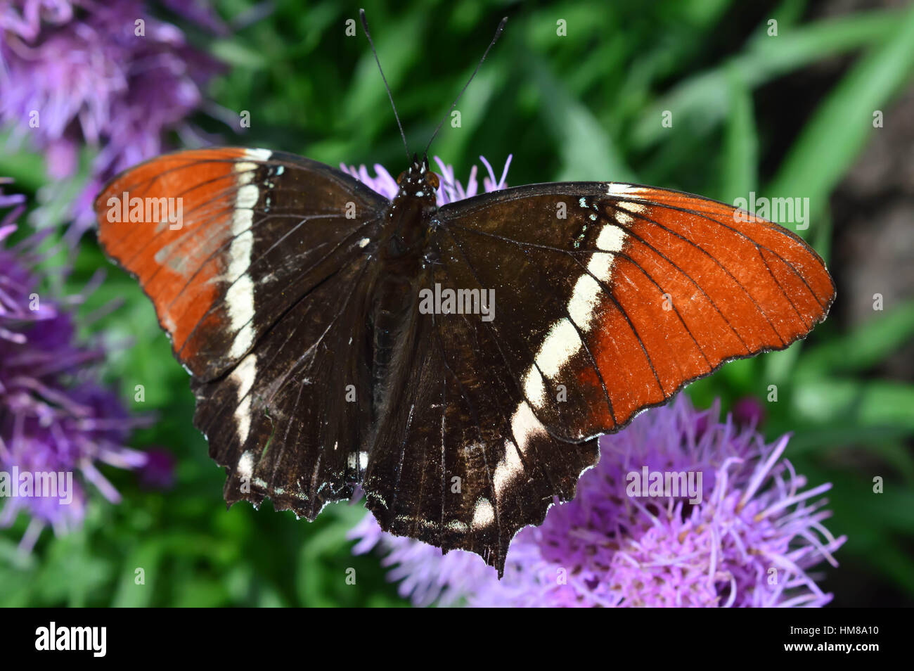 Red Admiral Butterfly - This photo was taken at botanical garden in ...