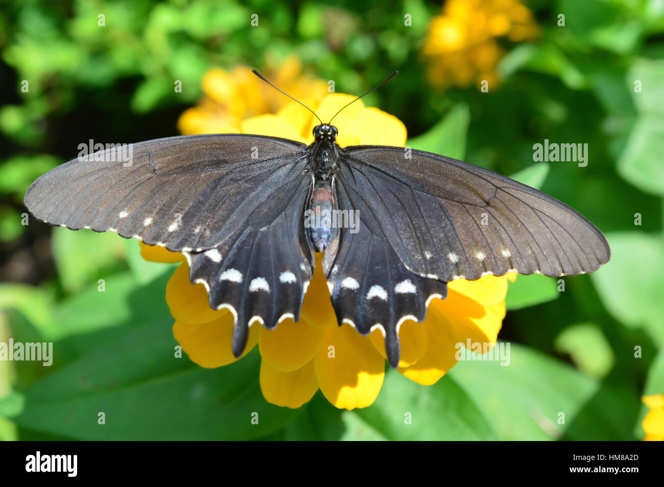 Pipewine Swallowtail Butterfly - This photo was taken at botanical ...