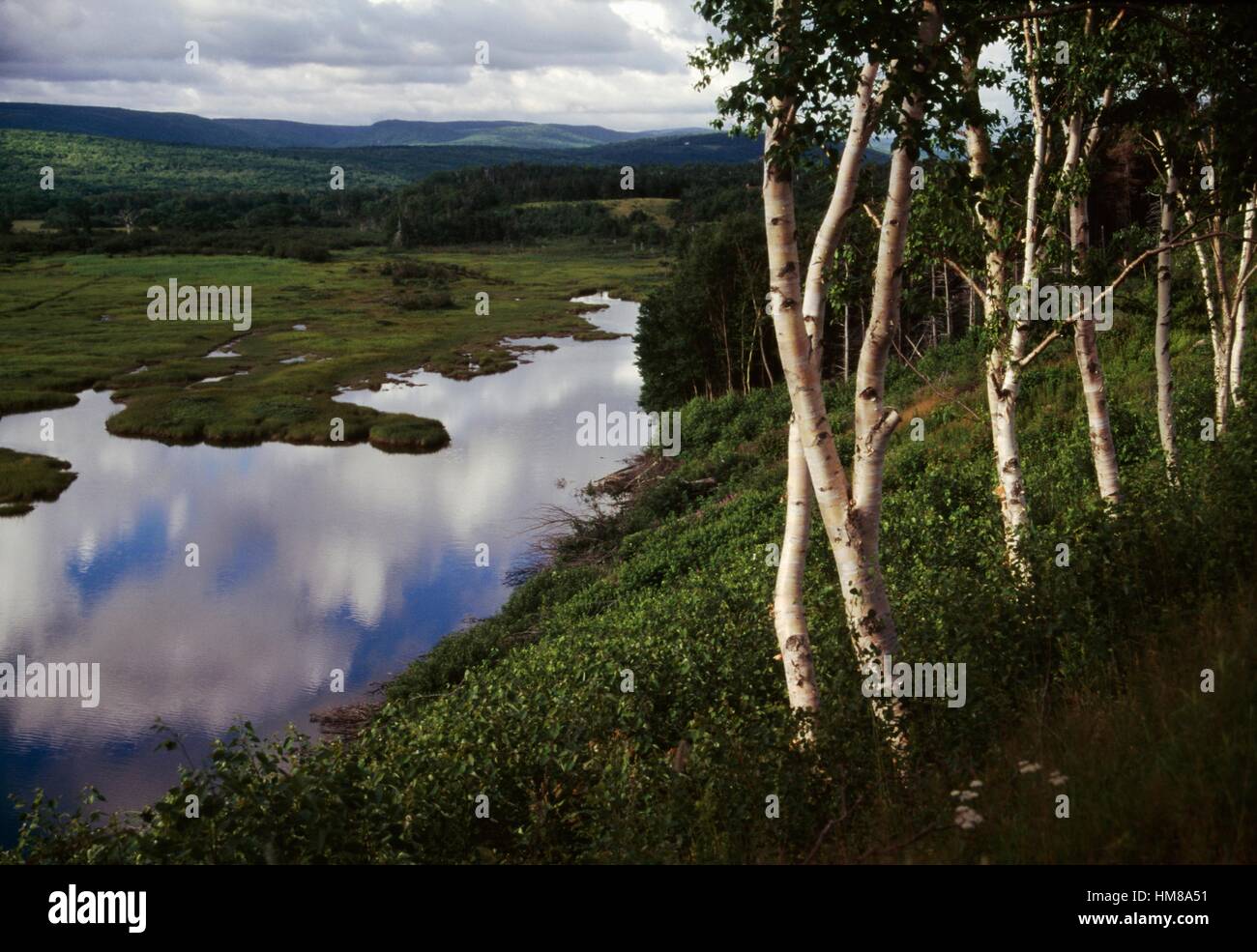 White birch cape breton hi-res stock photography and images - Alamy