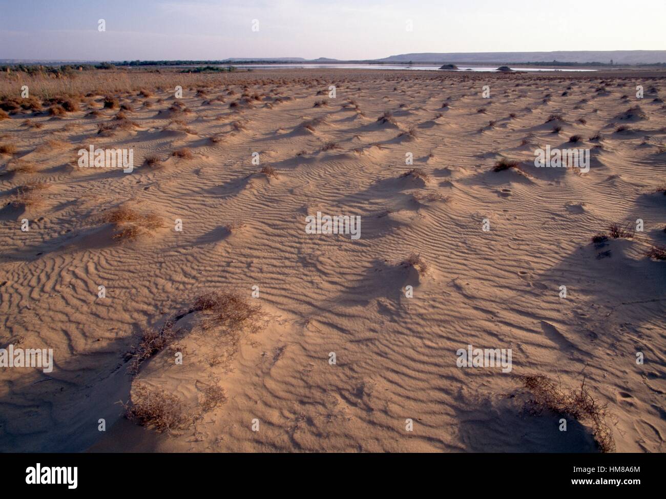 Sand dunes and vegetation, Bahariya oasis, Libyan desert, Egypt Stock ...