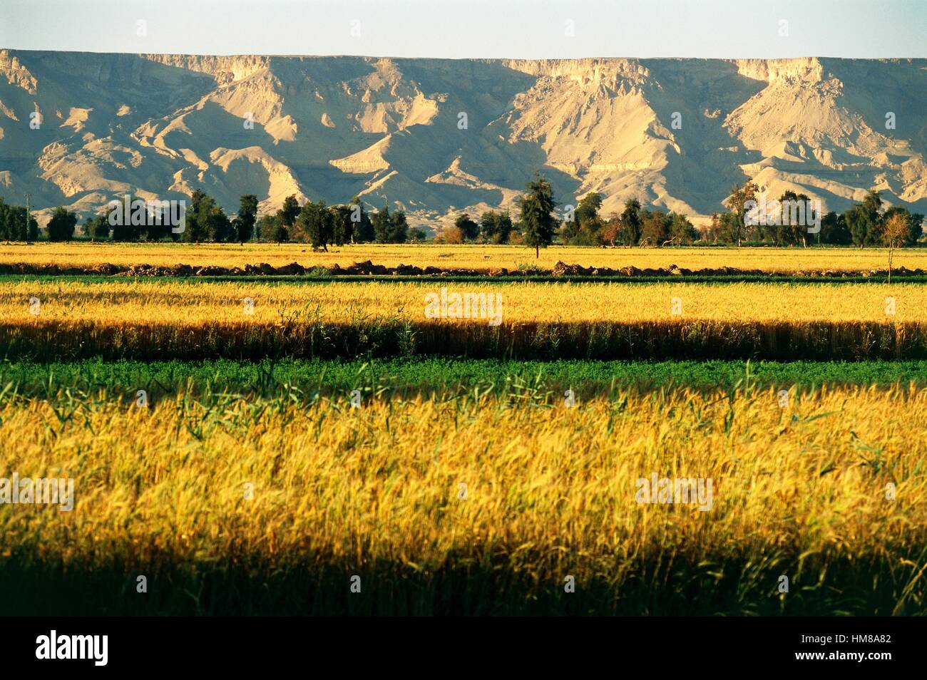 Egypt desert dakhla oasis field hi-res stock photography and images - Alamy