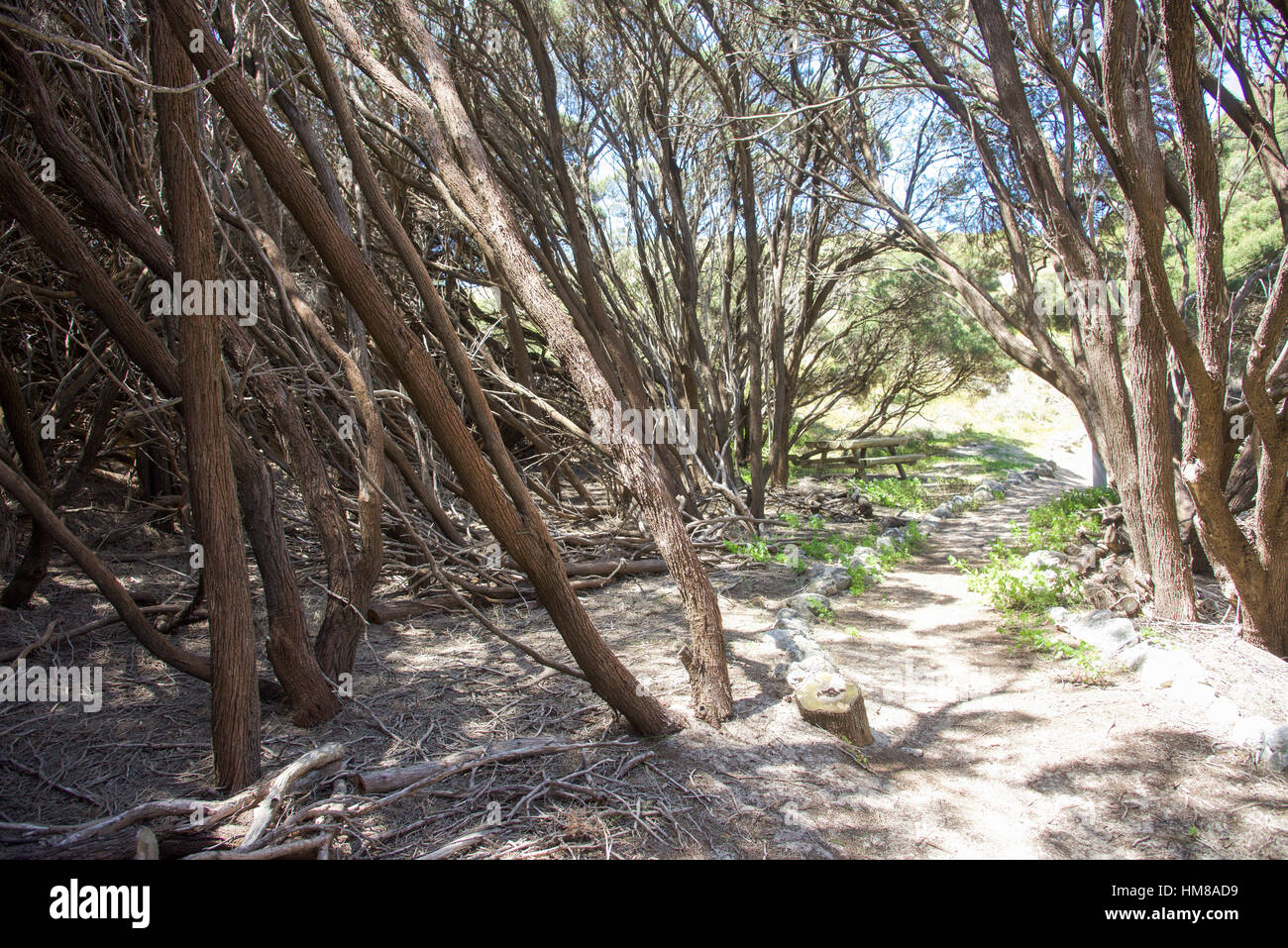 Dense cluster of tree trunks with sand and native plants at Rottnest ...