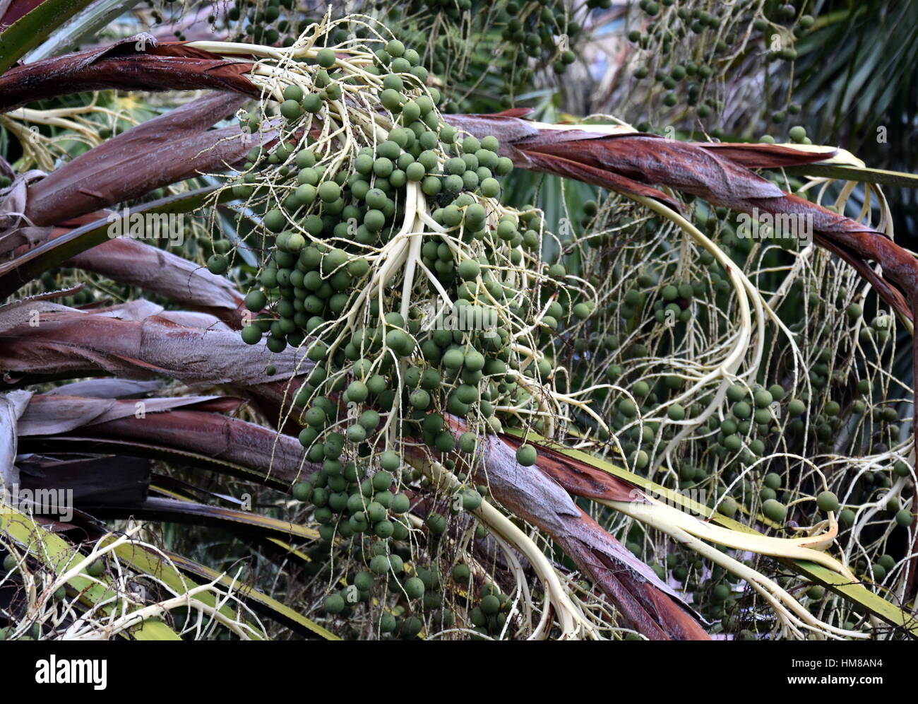 Palm Tree Seeds High Resolution Stock Photography and Images - Alamy