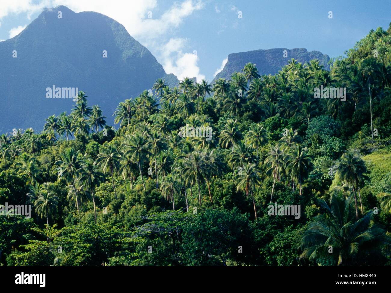 Palm trees amongst the lush vegetation on Mo'orea island, Society ...