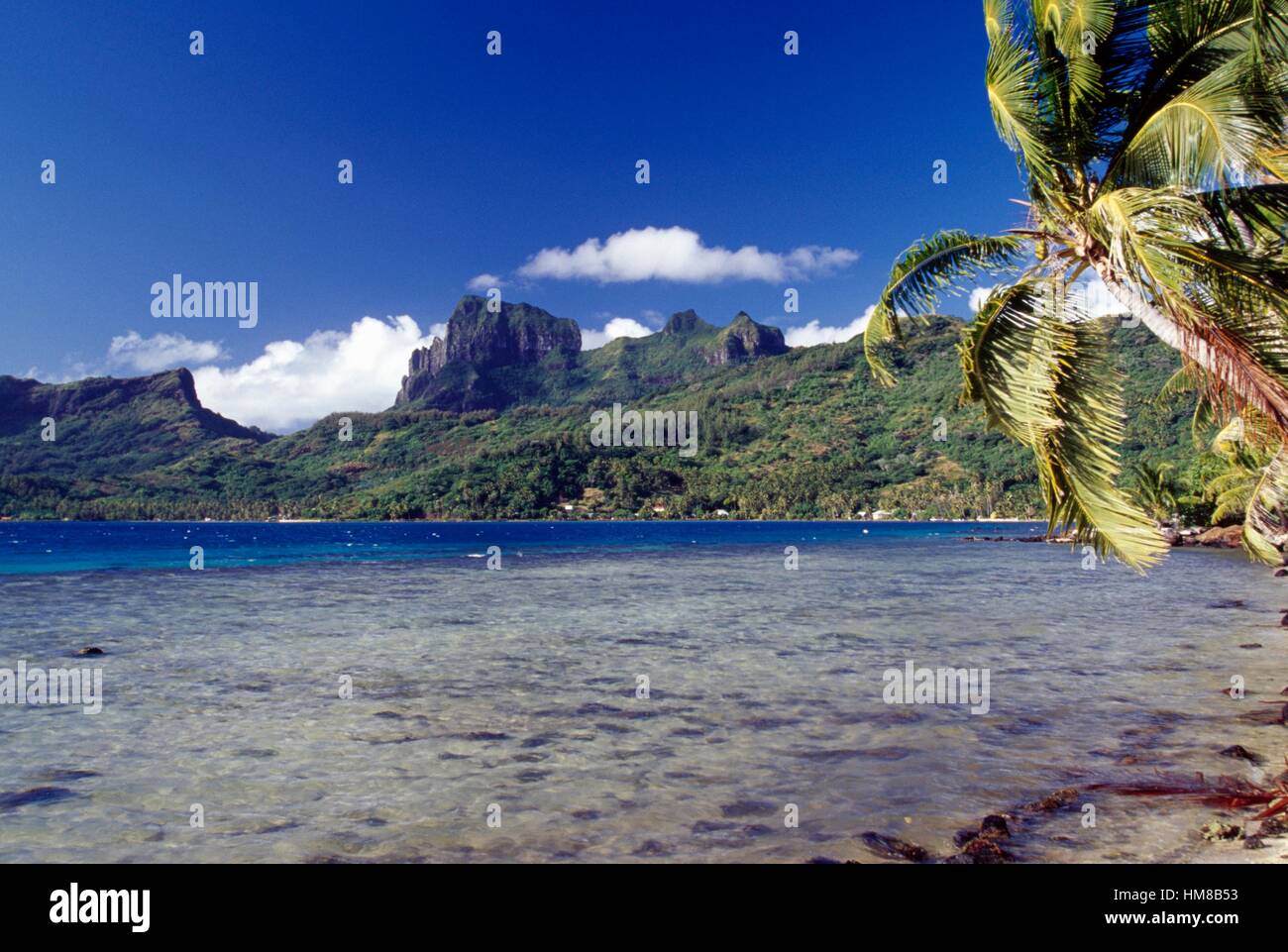 Lagoon with palm tree with Mount Otemanu in the background, Bora Bora ...