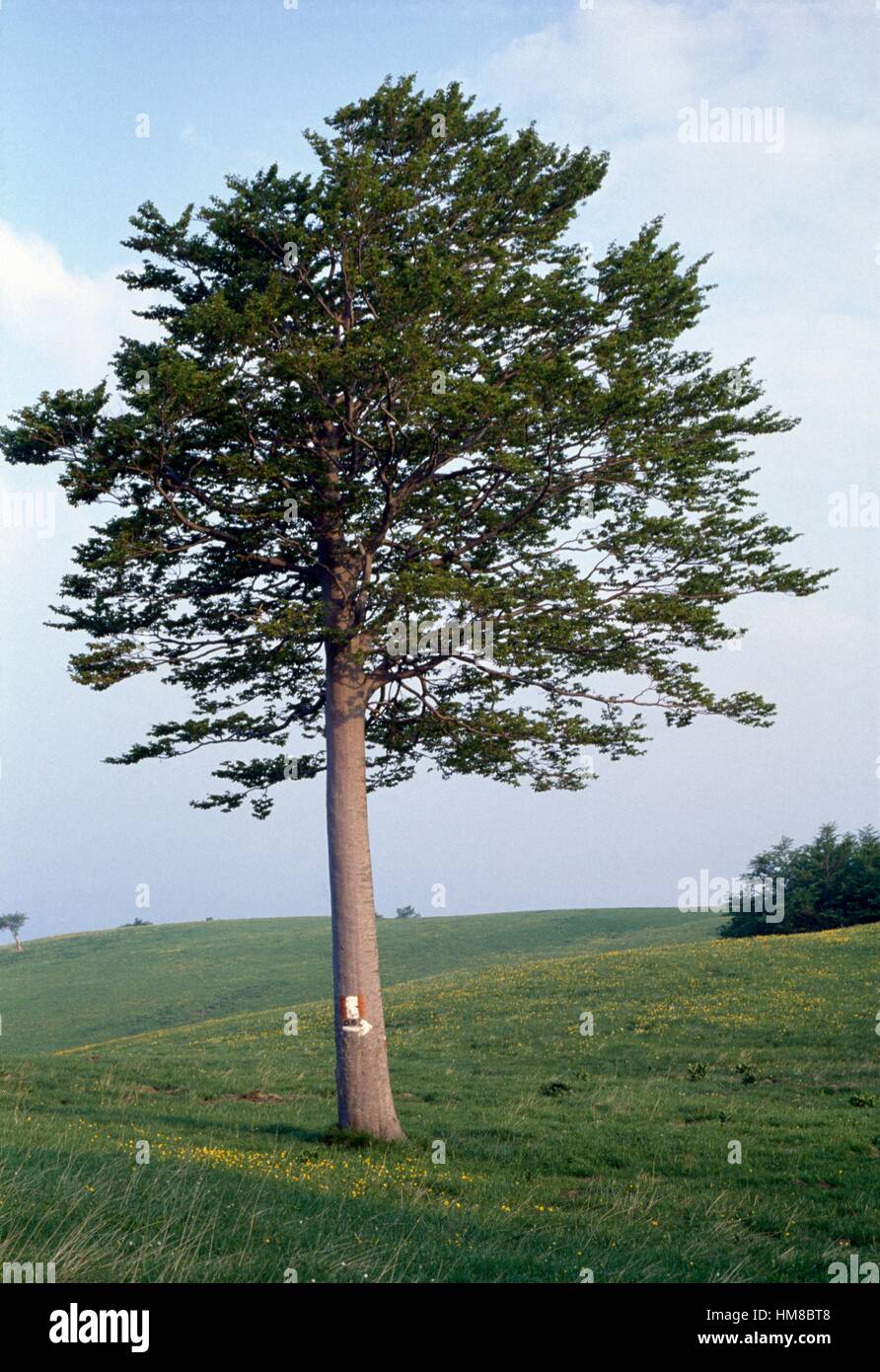 A beech tree (Fagus sp) on Mount Tavola, Parma Apennines, Emilia ...