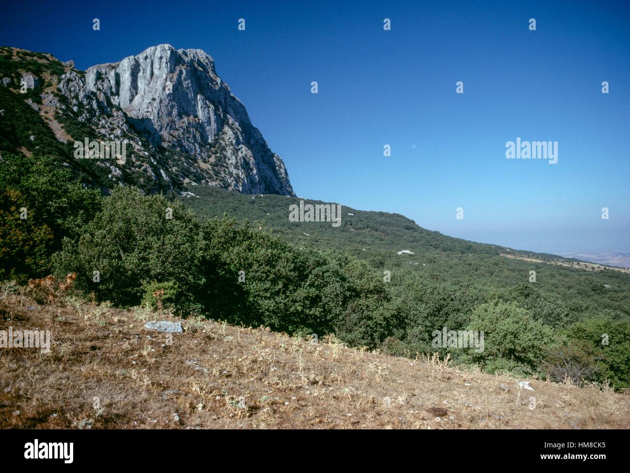 Bosco della ficuzza hi-res stock photography and images - Alamy