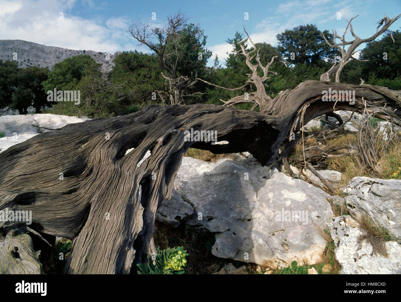 Dry trunk of a juniper, Supramonte, Sardinia, Italy Stock Photo - Alamy