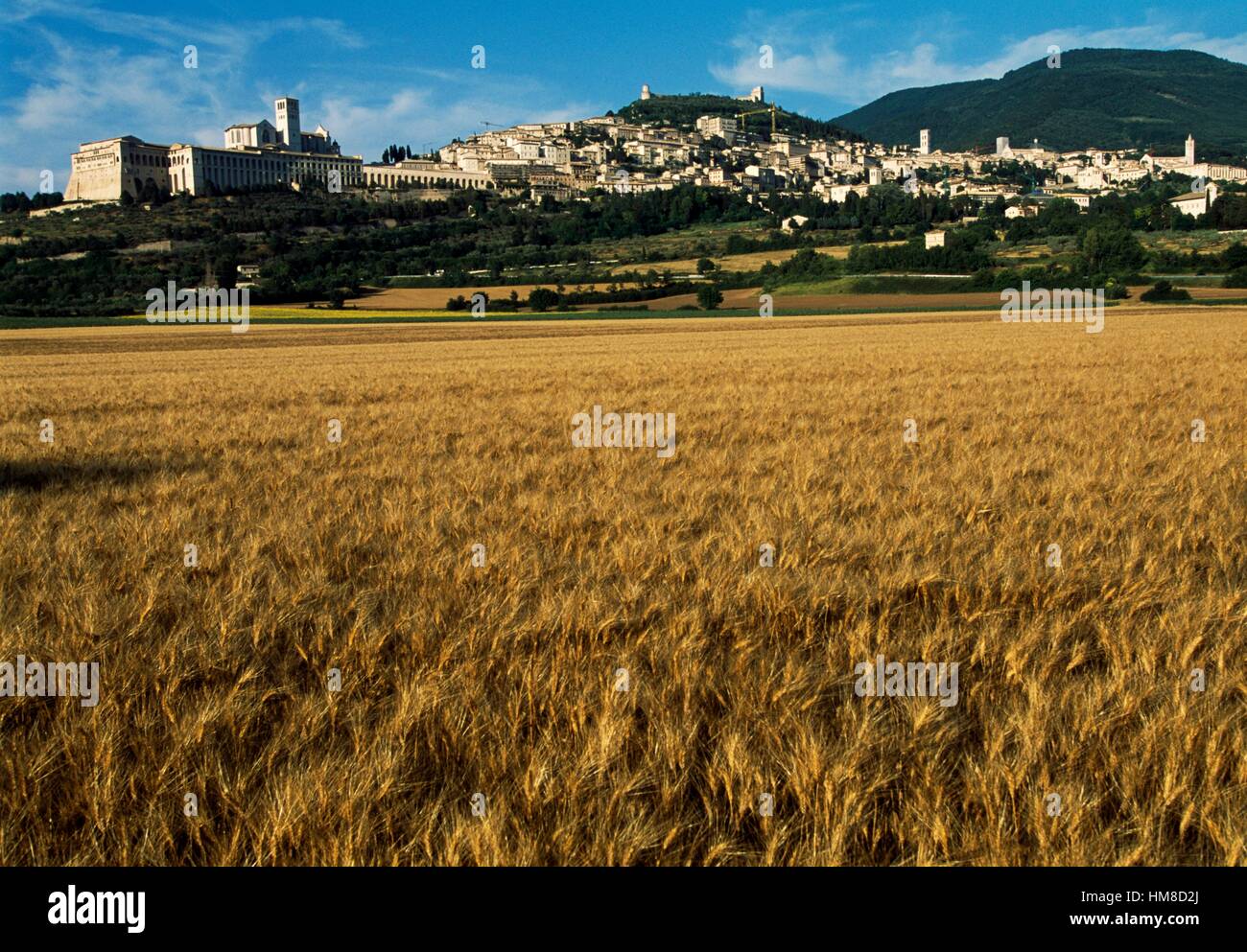 View of Assisi (Unesco World Heritage List, 2000), with a wheat field ...