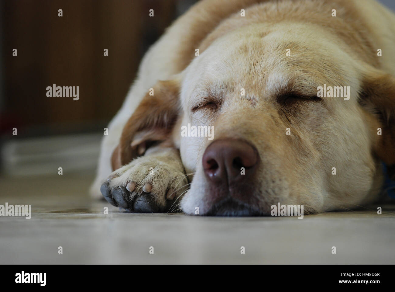 Sleepy pets hi-res stock photography and images - Alamy