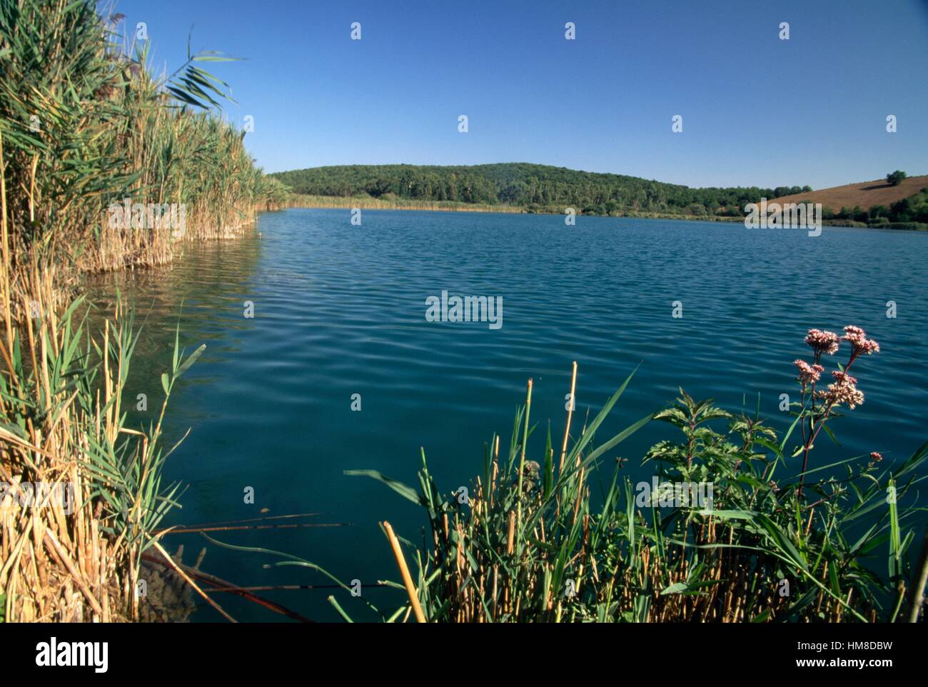 Lake Accesa, with reeds, Massa Marittima, Maremma, Tuscany, Italy Stock ...
