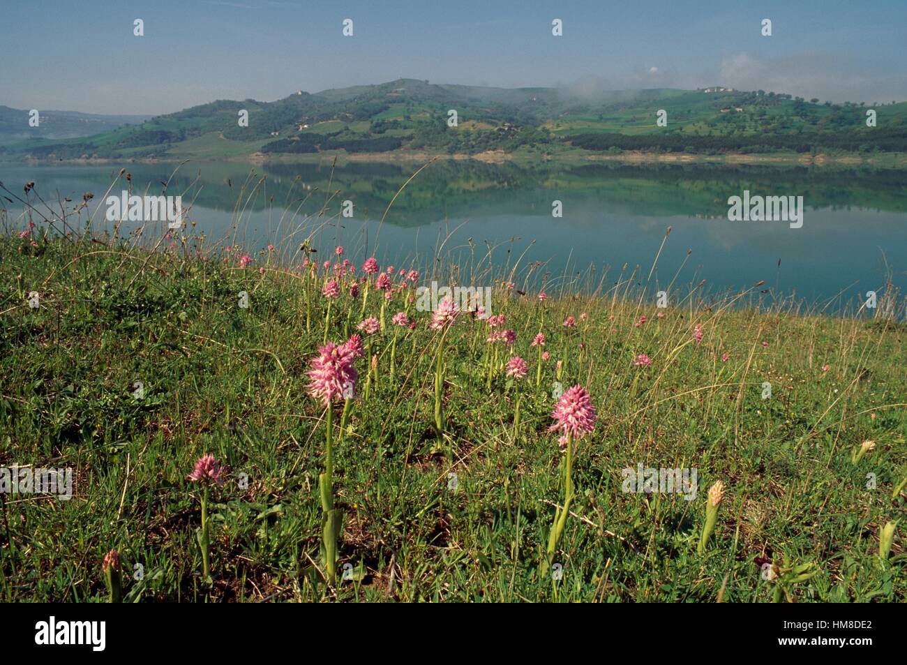 Lake Occhito, Daunia mountains, Apulia, Italy Stock Photo - Alamy