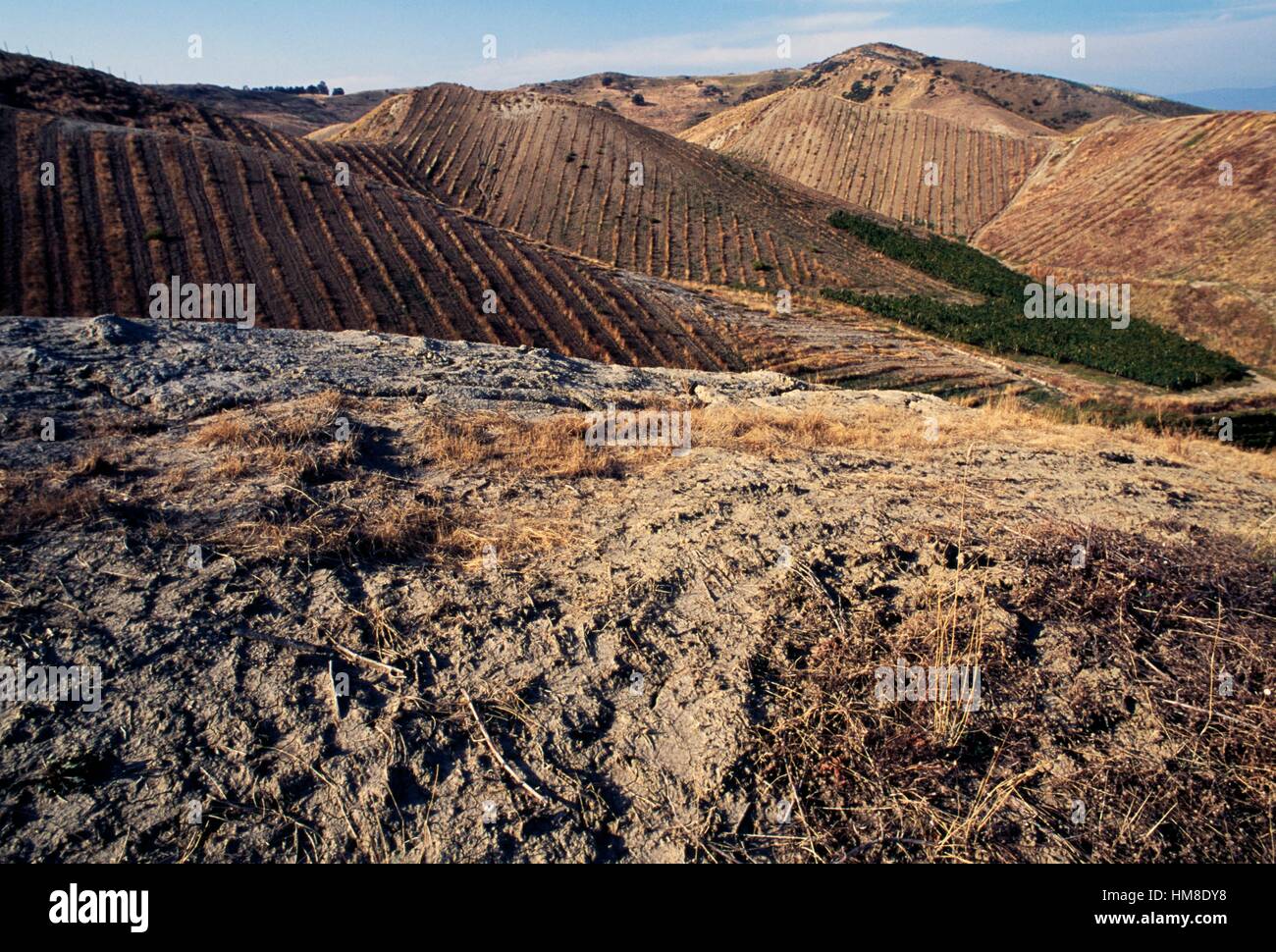 Agricultural landscape near Ciro', Calabria, Italy Stock Photo - Alamy