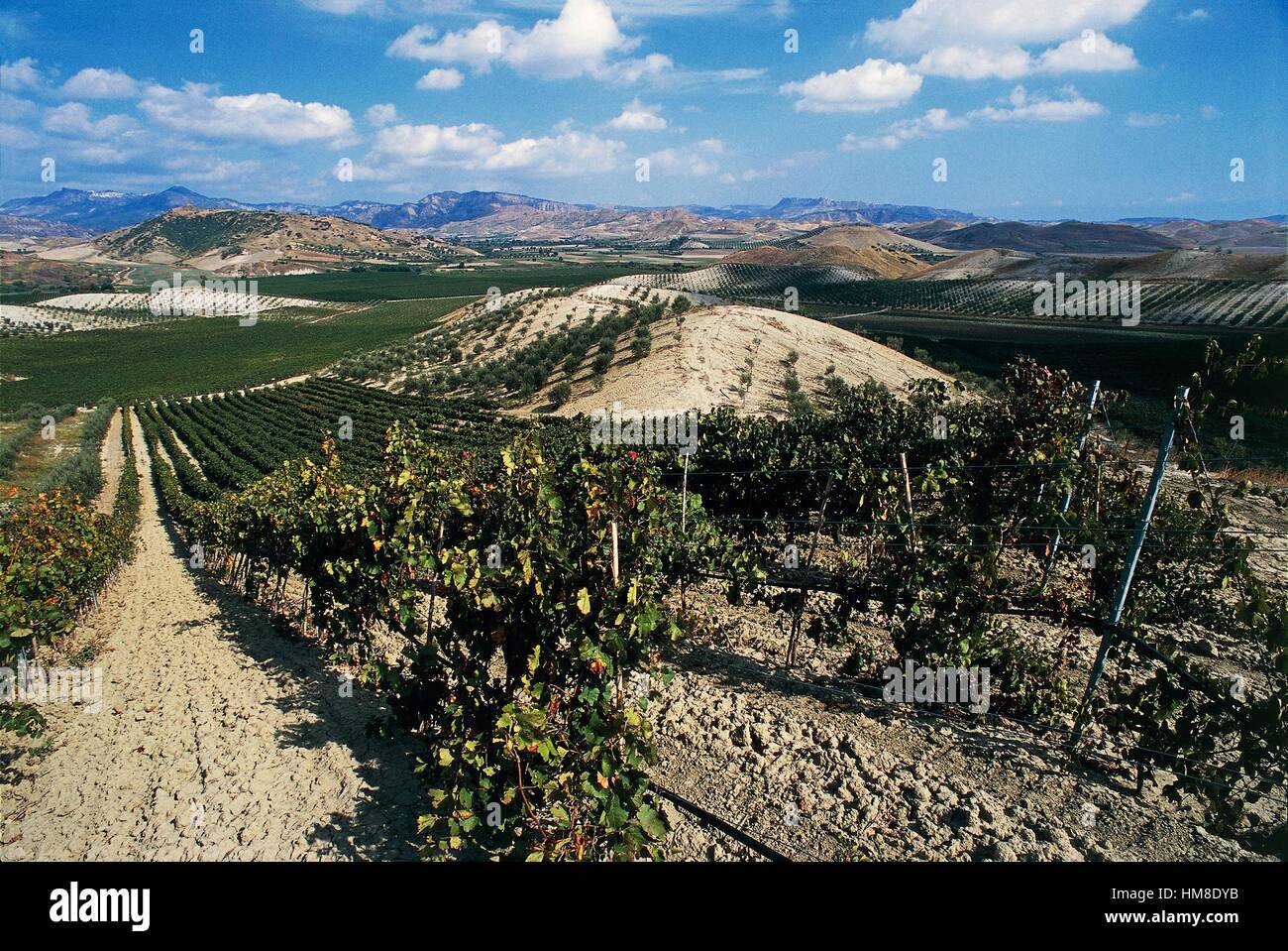 Vineyards near Ciro', Calabria, Italy Stock Photo - Alamy