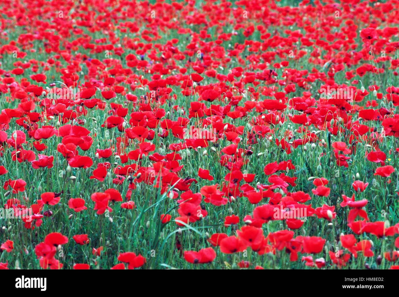 Poppies (Papaver rhoeas) in bloom, Pian Grande, Sibillini Mountains ...