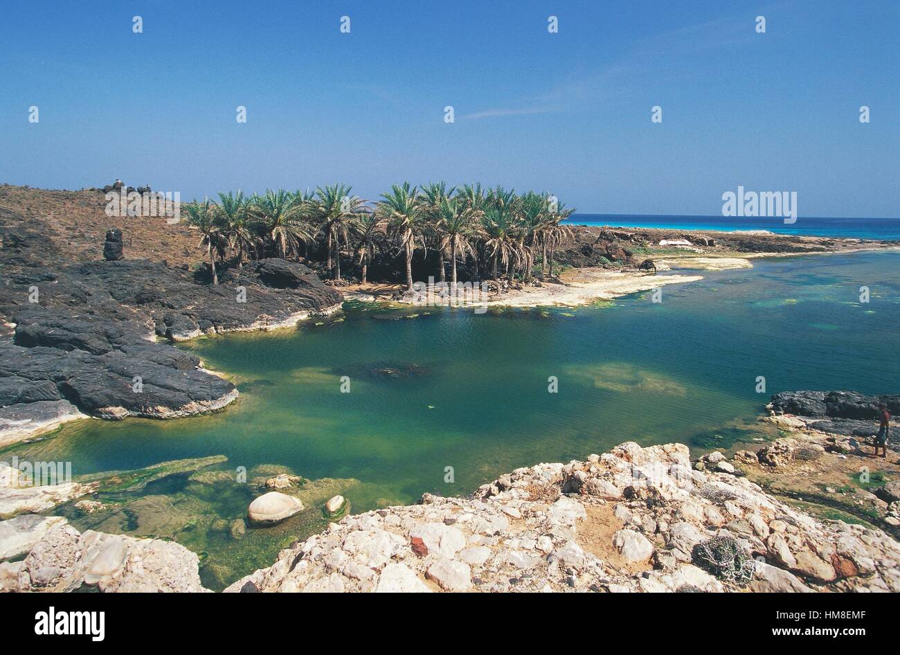 Palm trees on rocky cove along the Arabian Sea coast, near Hadibu ...
