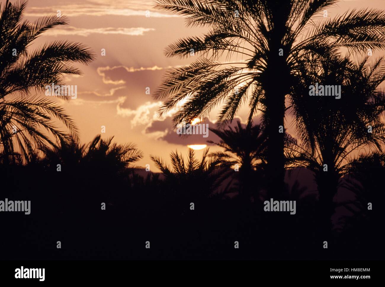 Sunset between palm trees on Socotra island, Yemen Stock Photo - Alamy