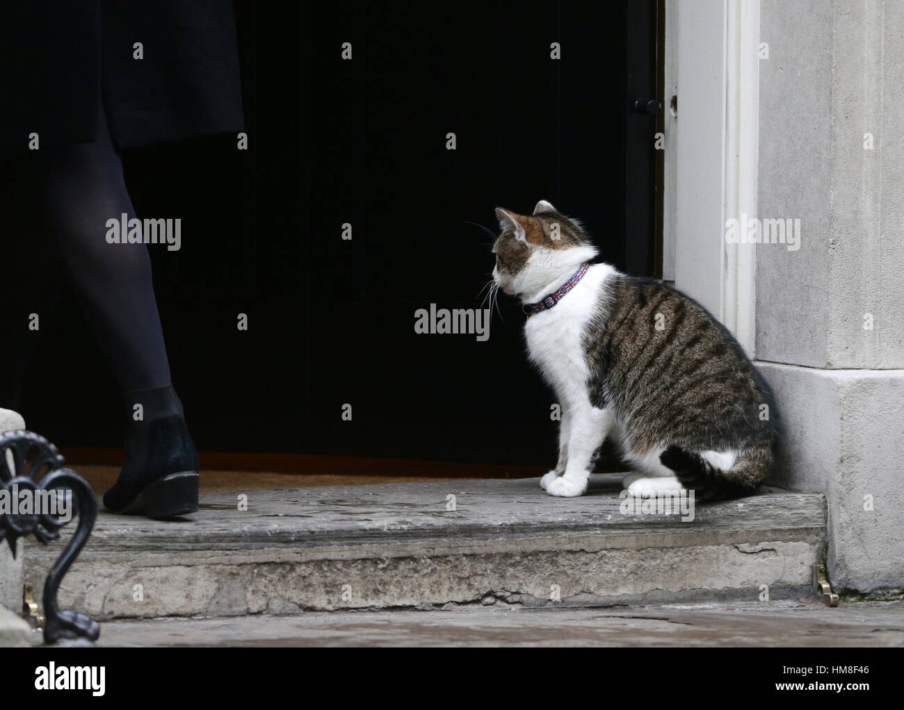 Larry the cat on the doorstep of No 10, as ministers arrive for a ...