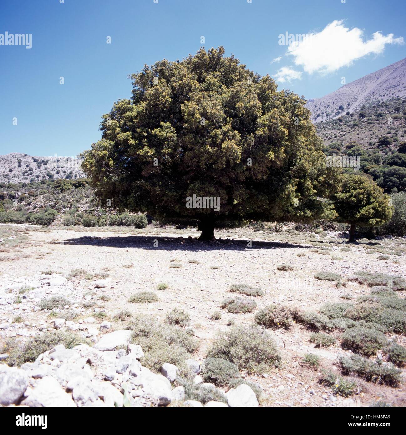 An oak tree near Dikti mountain, Crete, Greece Stock Photo - Alamy