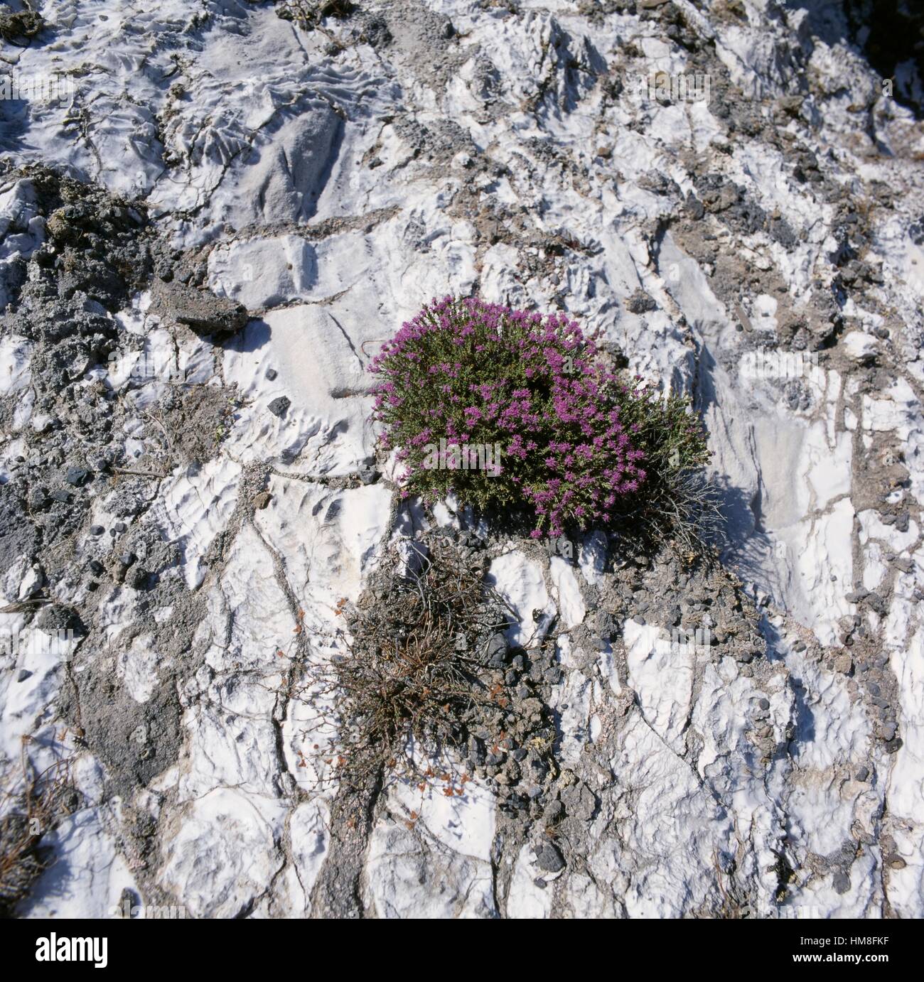 Vegetation growing on crystallised rock hi-res stock photography and ...