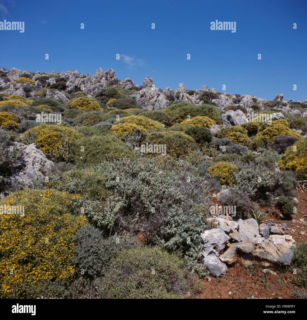 Plants and rock formations between Karidi and Adravasti, Crete, Greece ...