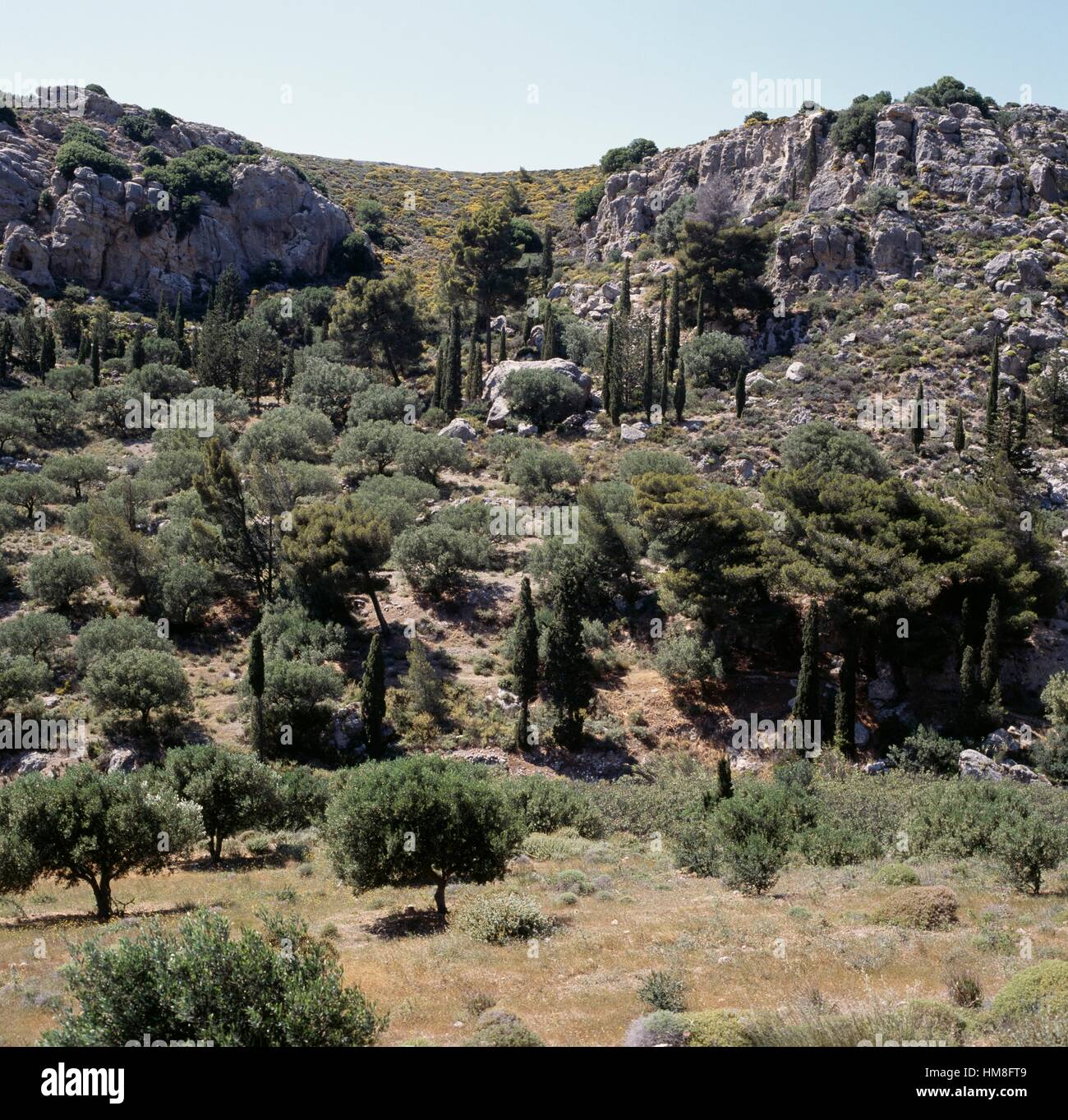 Landscape with cypress trees near Perivolakia, Crete, Greece Stock ...