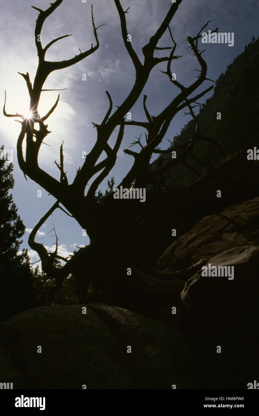 A backlit dried tree, Samaria gorge, Samaria national park, Crete ...