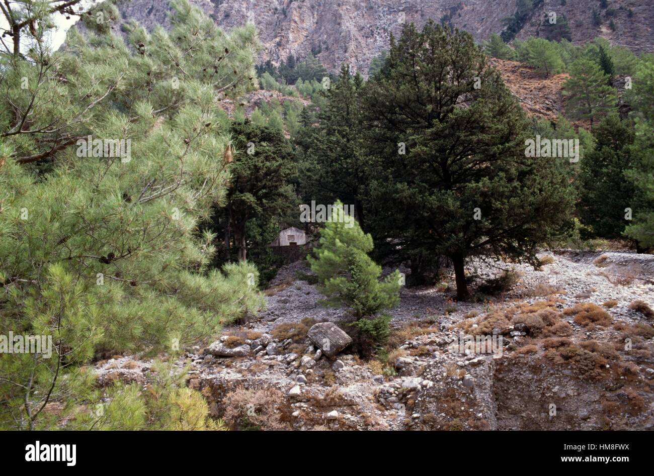 Trees and plants in the Samaria gorge, Samaria national park, Crete ...