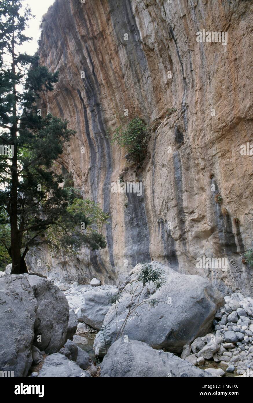 A pine tree in the Samaria gorge, Samaria national park, Crete, Greece ...