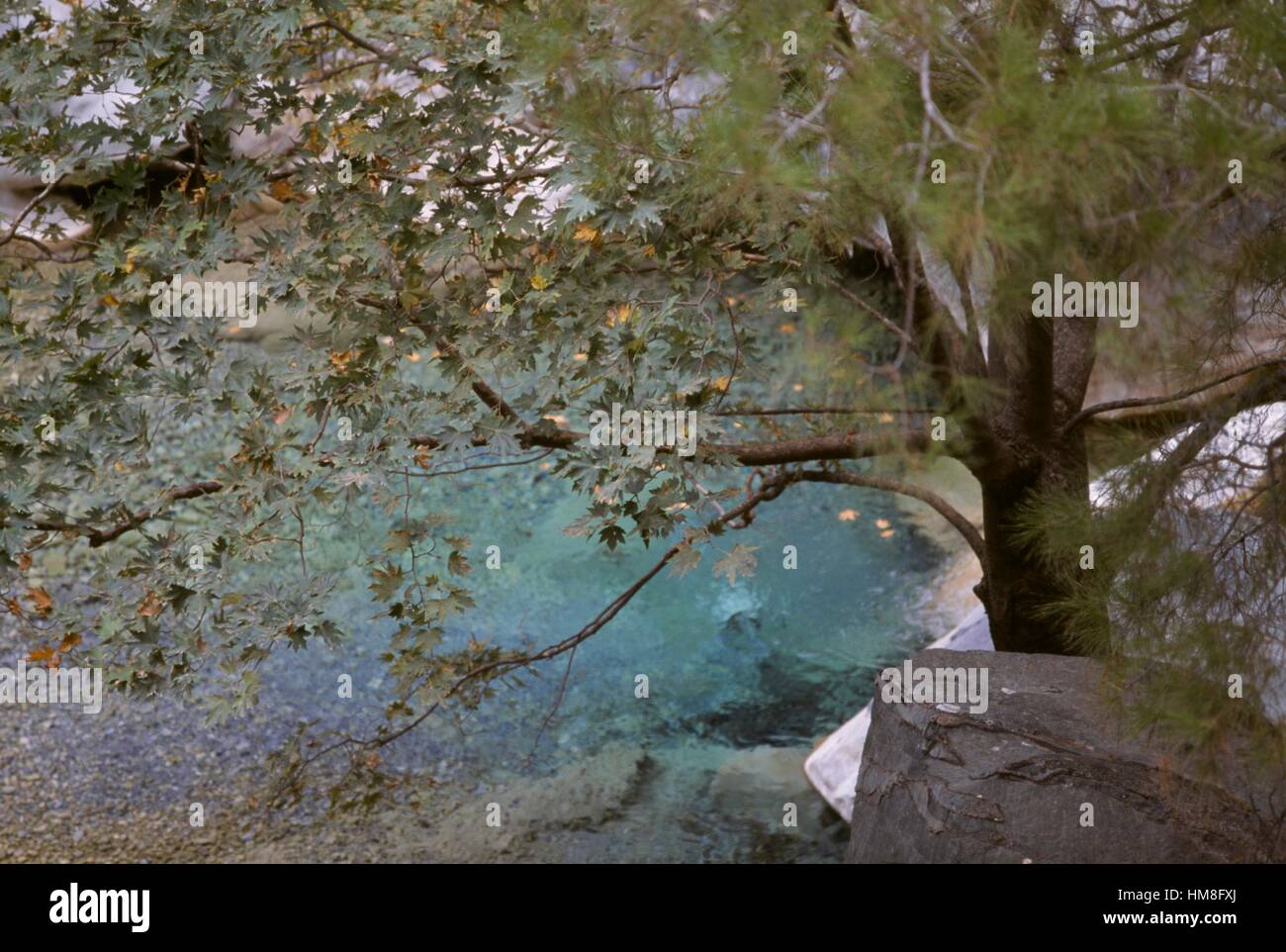A tree along a creek in the Samaria gorge, Samaria national park, Crete ...