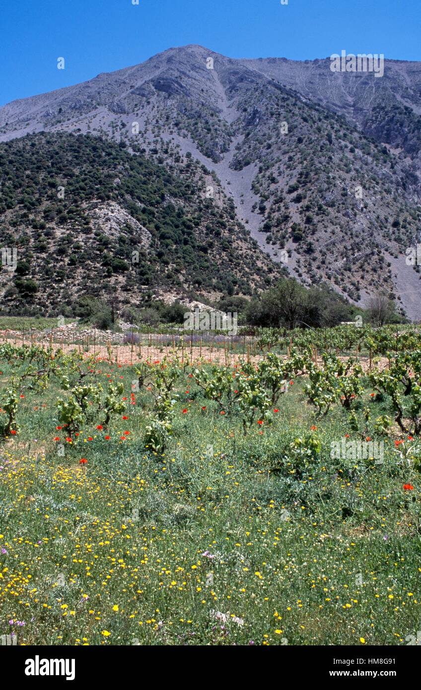 Vineyard, Dikti mountain range, Crete, Greece Stock Photo - Alamy