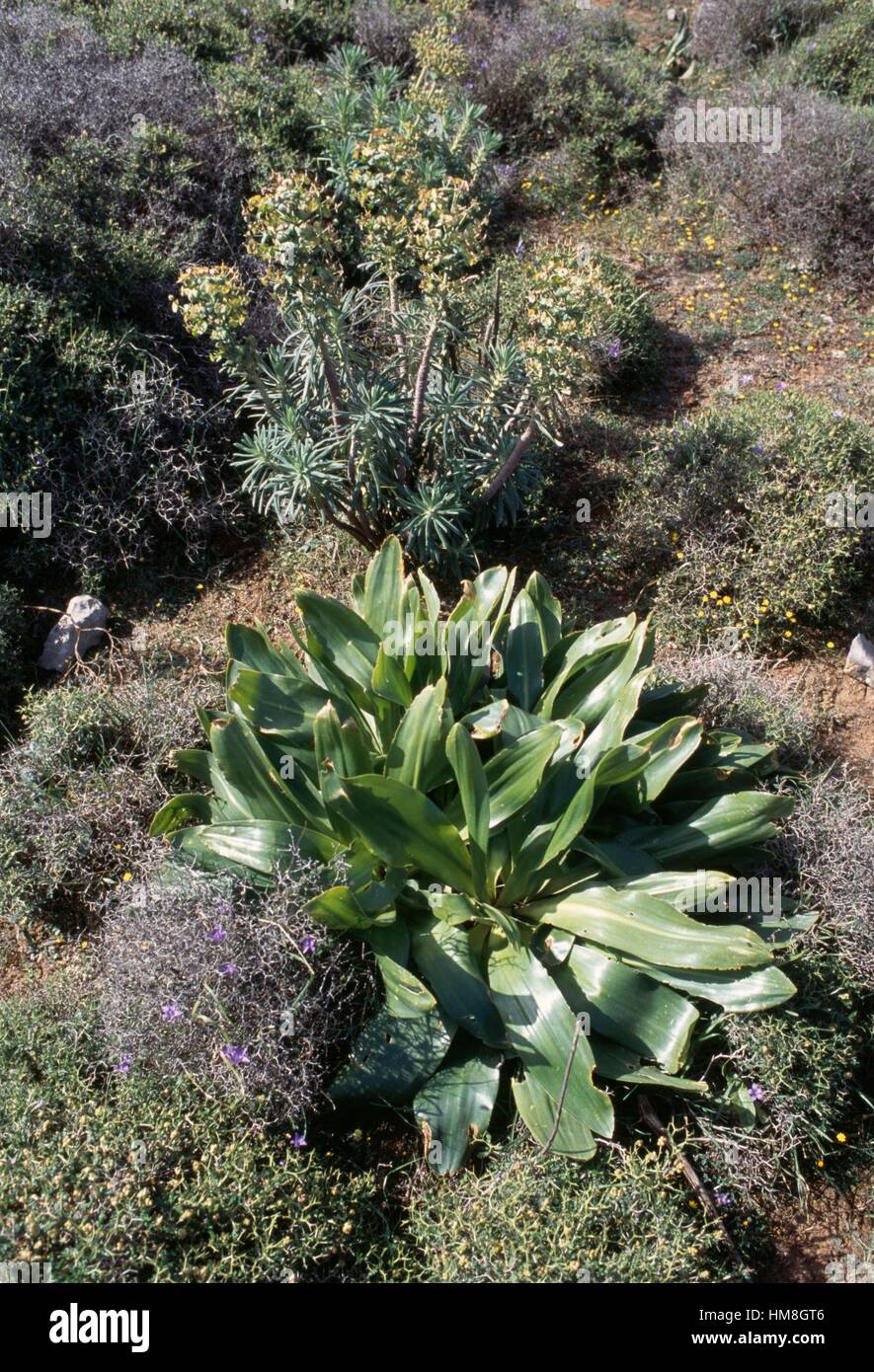 Vegetation, Prinias, Crete, Greece Stock Photo - Alamy