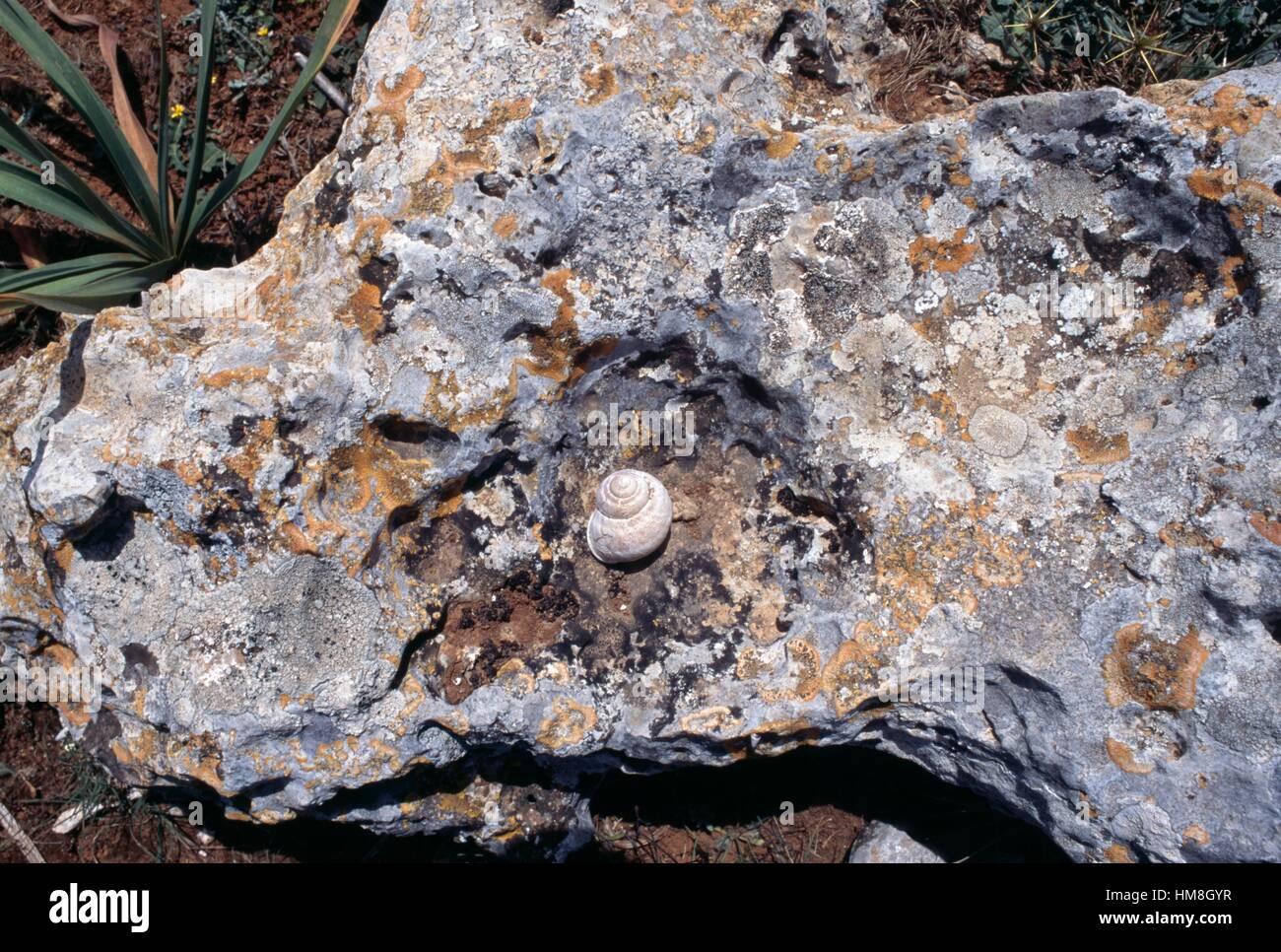 Snail on a rock, Prinias, Crete, Greece Stock Photo - Alamy