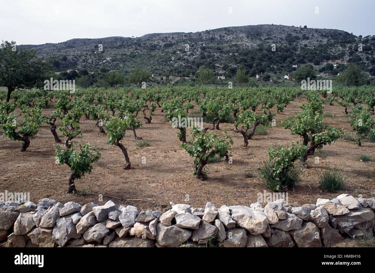Vineyard, Katharo plateau, Crete, Greece Stock Photo - Alamy