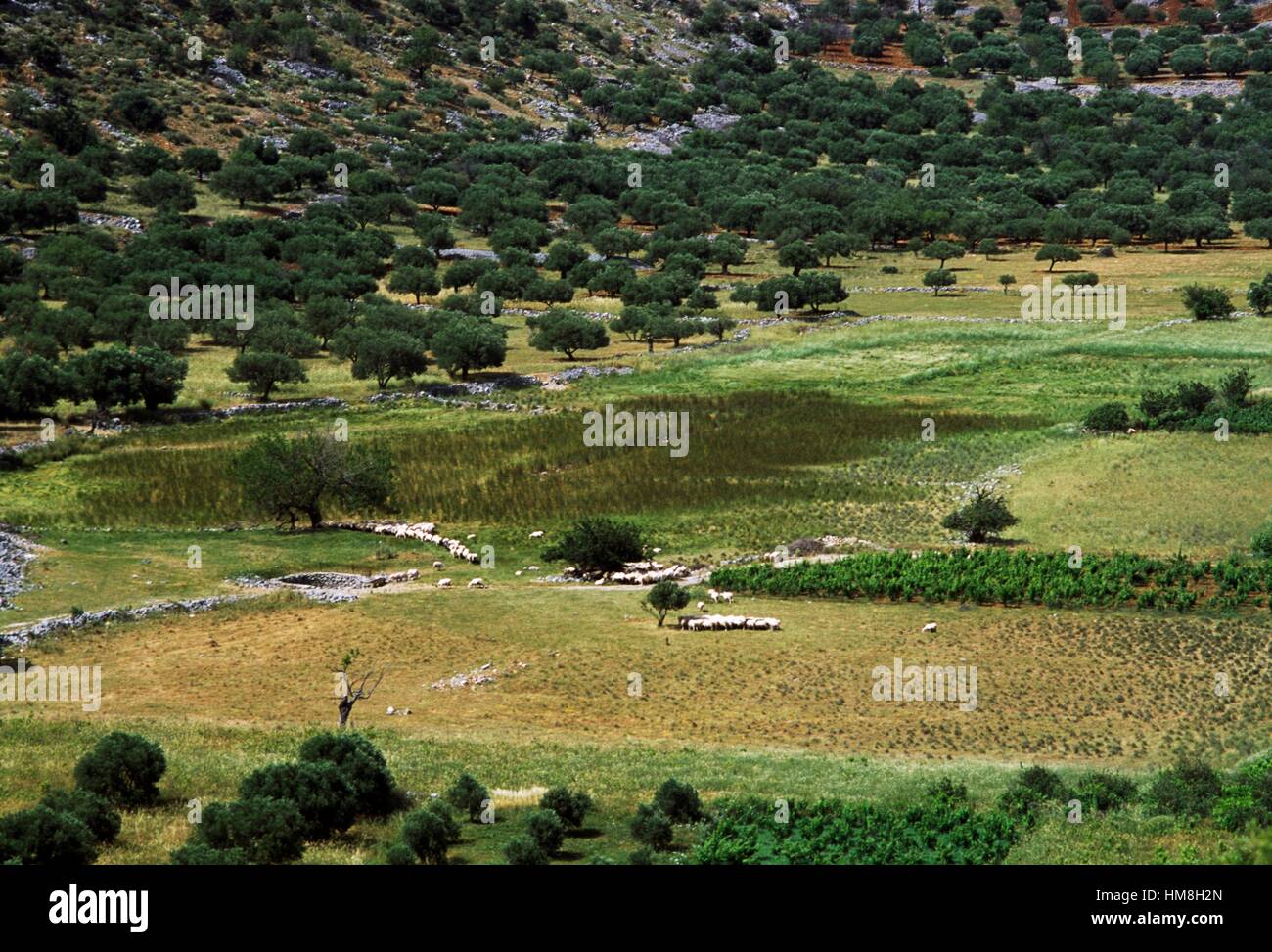 Agricultural landscape with herd, Nikithiano, Crete, Greece Stock Photo ...