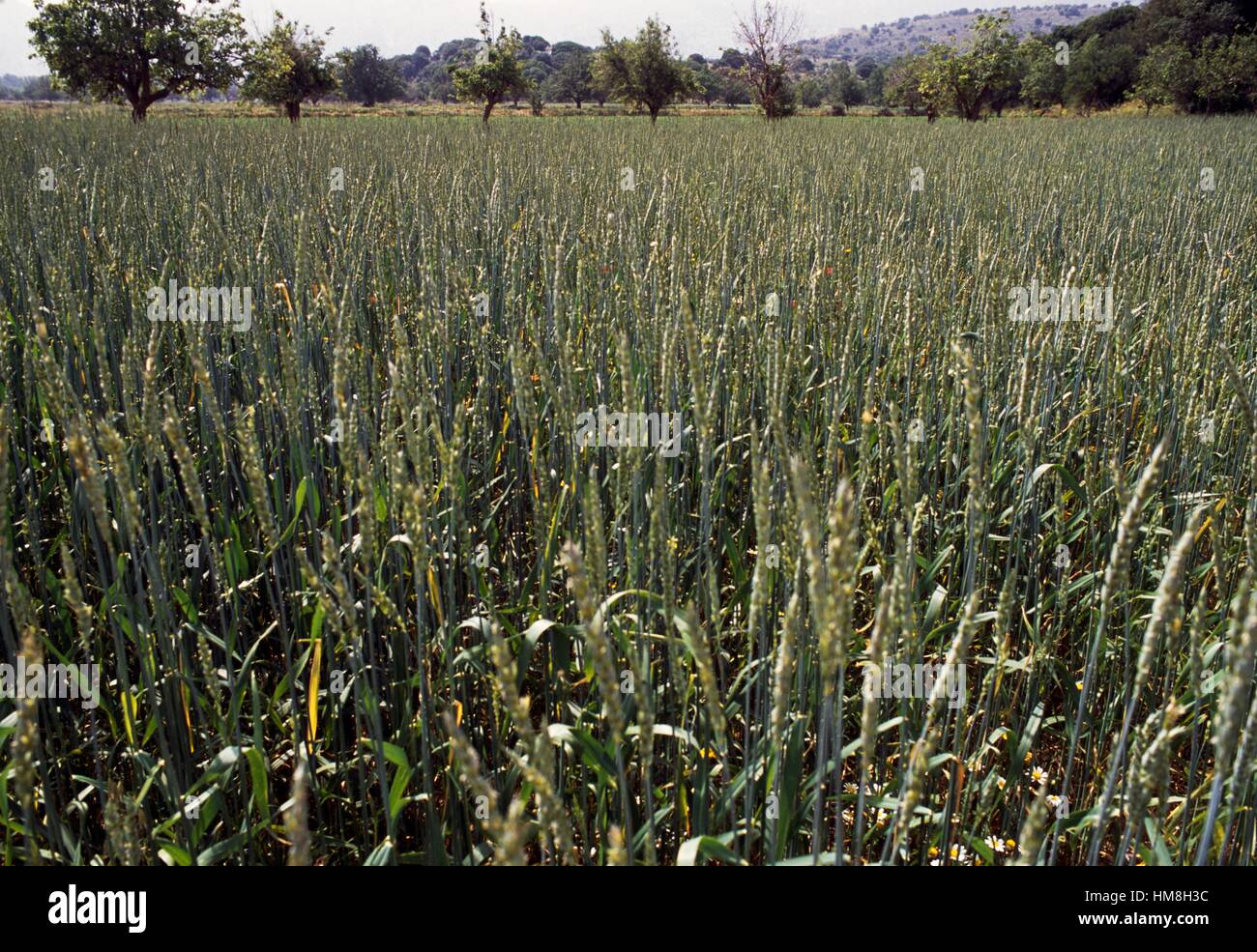 Greece wheat hi-res stock photography and images - Alamy