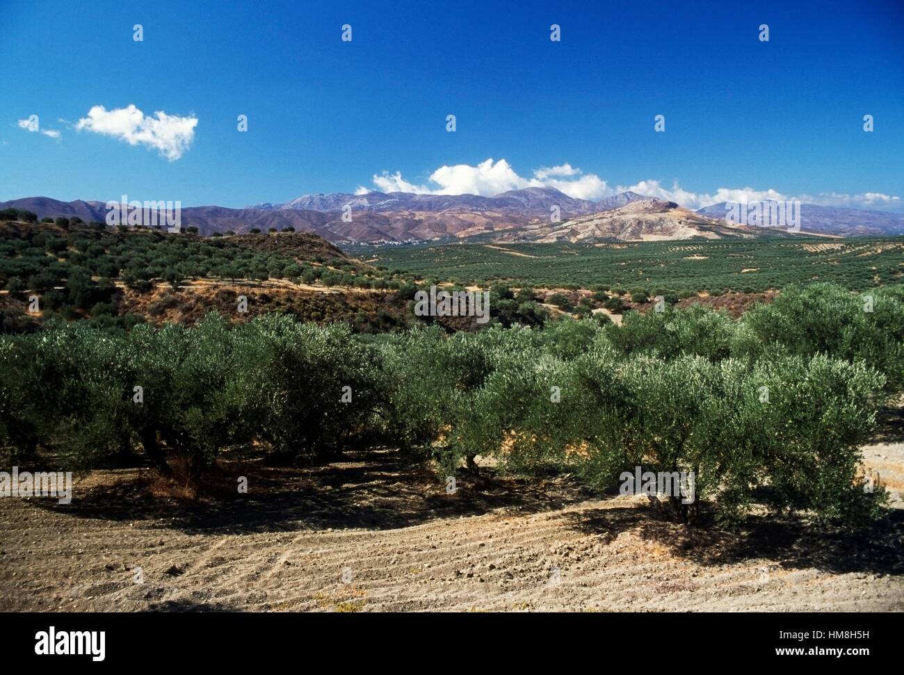 Olive groves, Lasithi plain, with Mount Dikti in the background, Crete ...