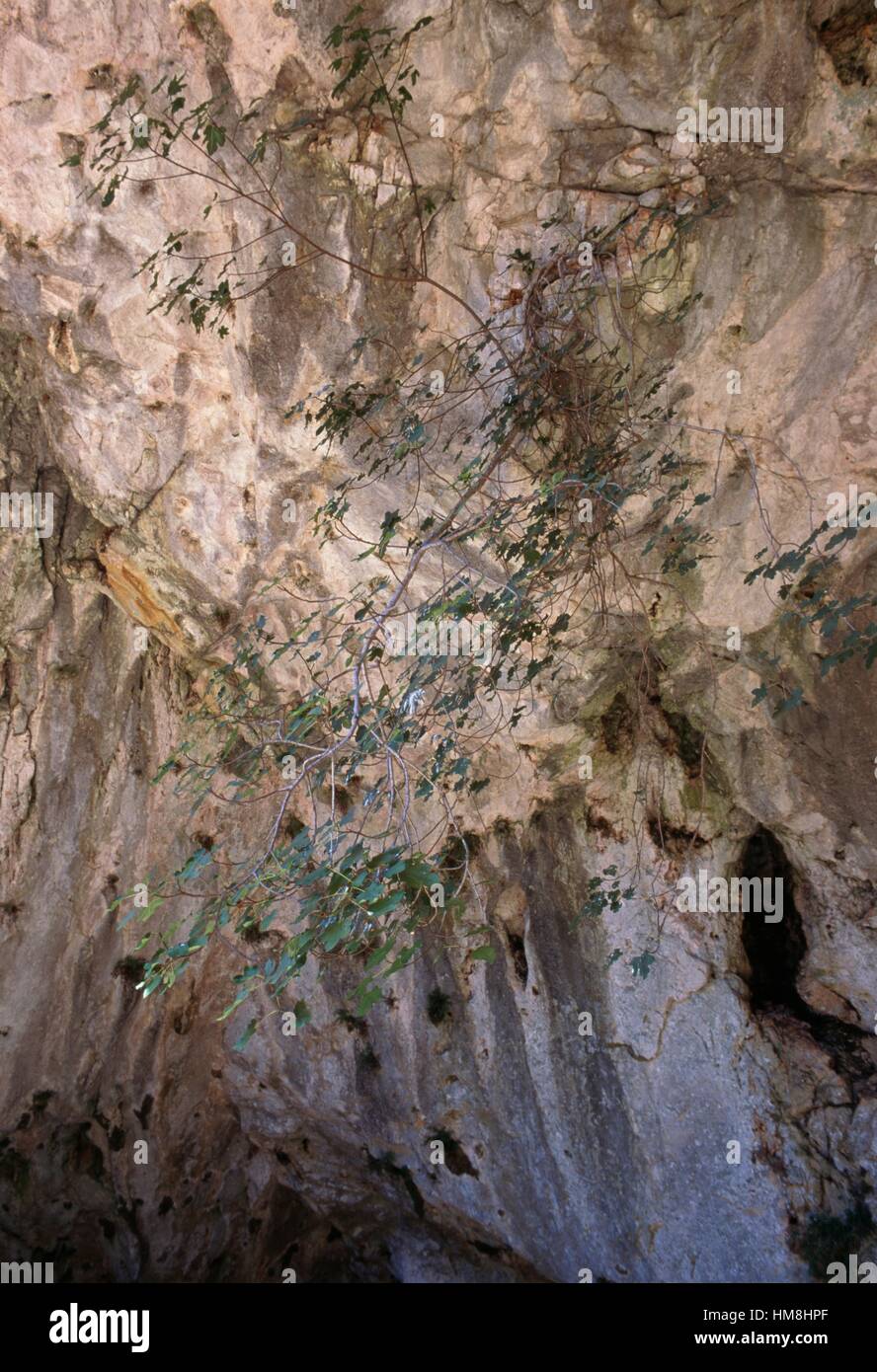 Peristera cave hi-res stock photography and images - Alamy