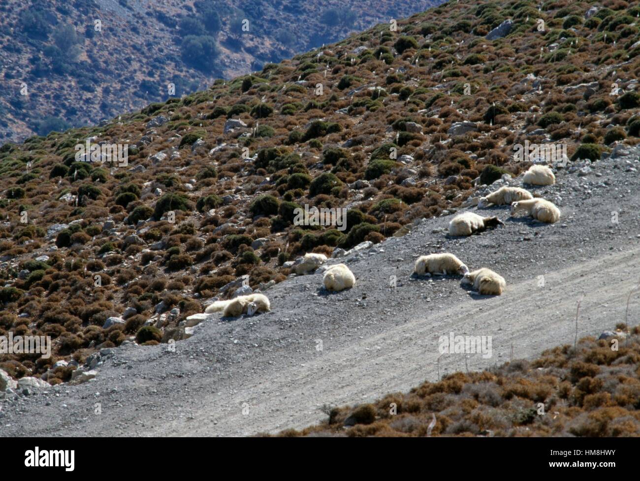 Sheep, Mount Kophinas, Crete, Greece Stock Photo - Alamy
