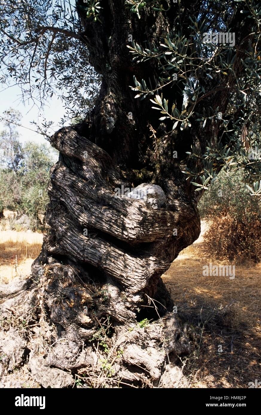 Olive tree, Amari valley, Crete, Greece Stock Photo - Alamy