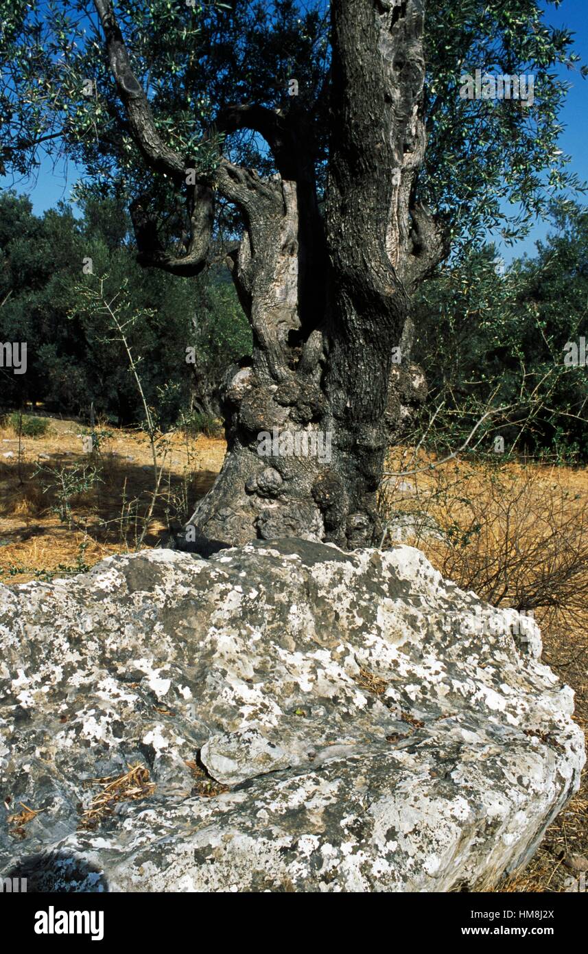 Amari valley and crete hi-res stock photography and images - Alamy