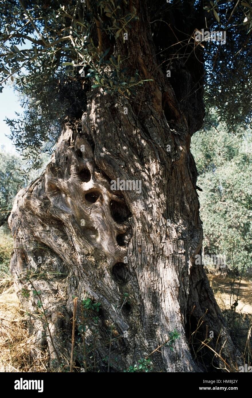 Olive tree, Amari valley, Crete, Greece Stock Photo - Alamy